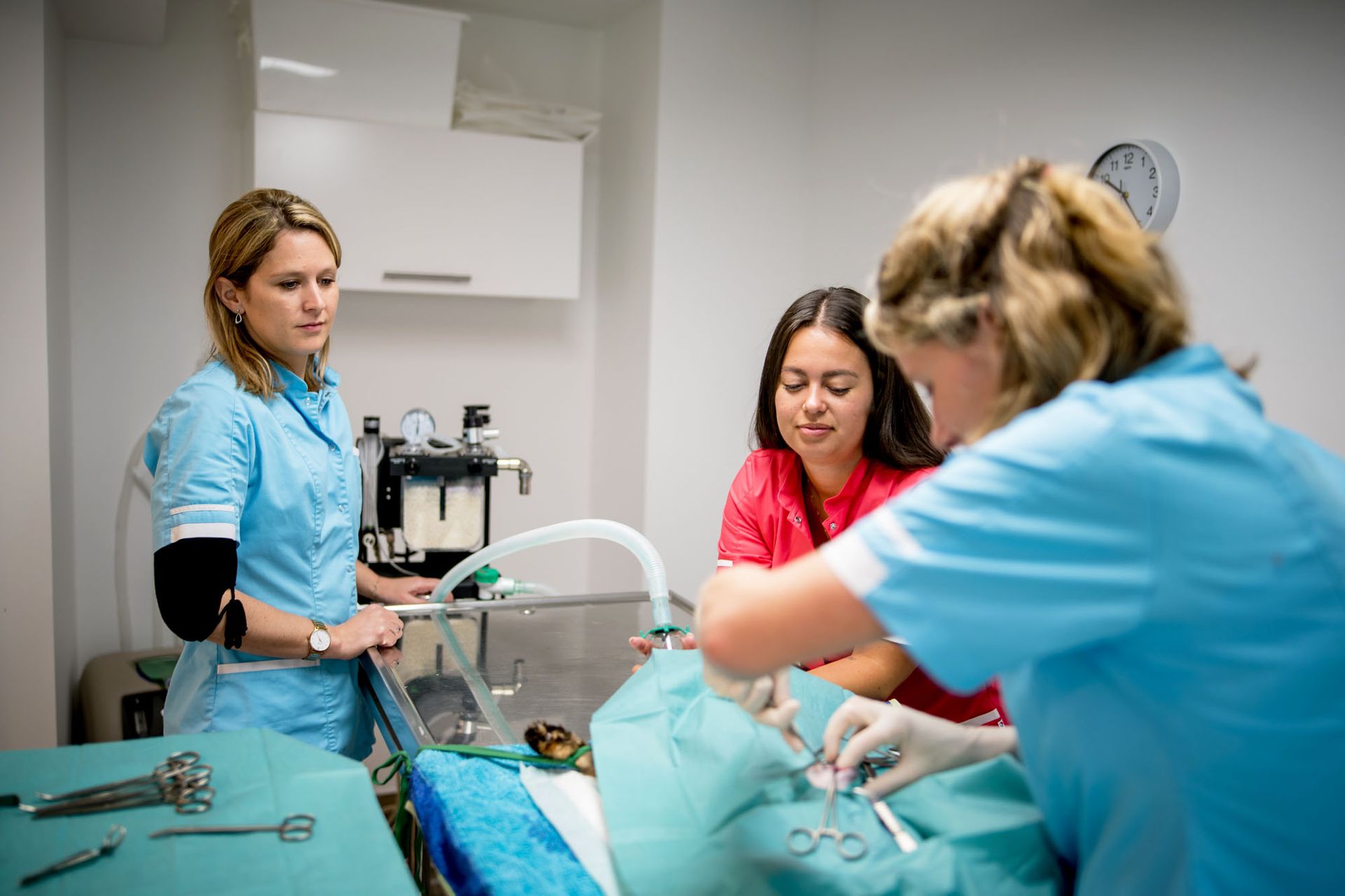 Argos Vétérinaire - Réseau de cabinets et cliniques vétérinaires