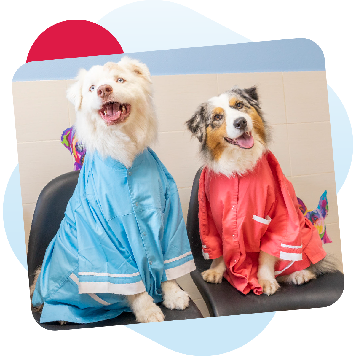 Argos Vétérinaire - Réseau de cabinets et cliniques vétérinaires